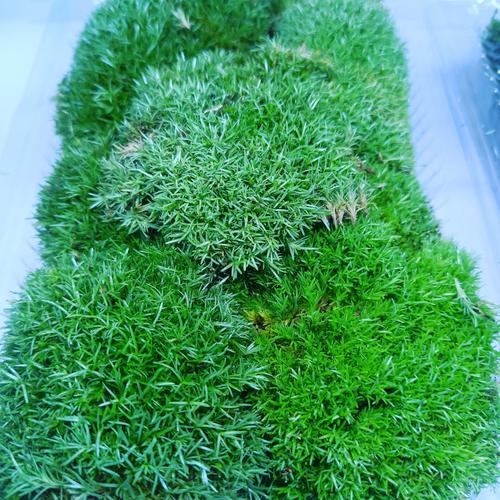 Jual moss mutiara paludarium mika'han - Kab. Sarolangun - AQBAR_AQUA ...