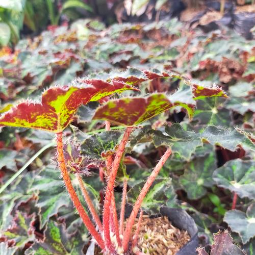 Jual Tanaman hias begonia bintang - tanaman begonia cleopatra - bunga ...