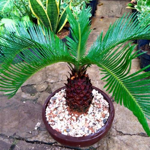 Jual bahan bibit bonsai palem cikas+pot bonsai - Kota Tangerang Selatan ...