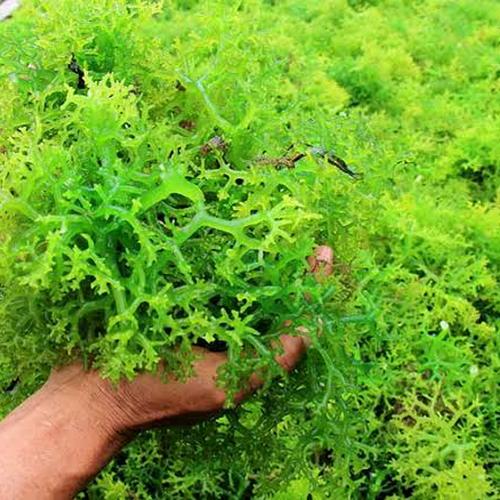Jual *Rumput* Laut Segar *Agar Laut * Siap* Olah *(500grm) - Kota ...