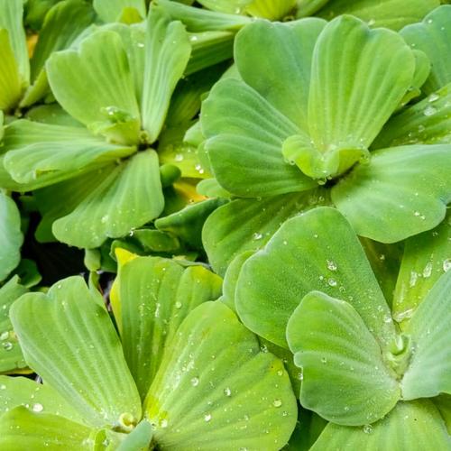 Jual tanaman air apung/apung apung/kiambang - Jakarta Timur - rawin ...