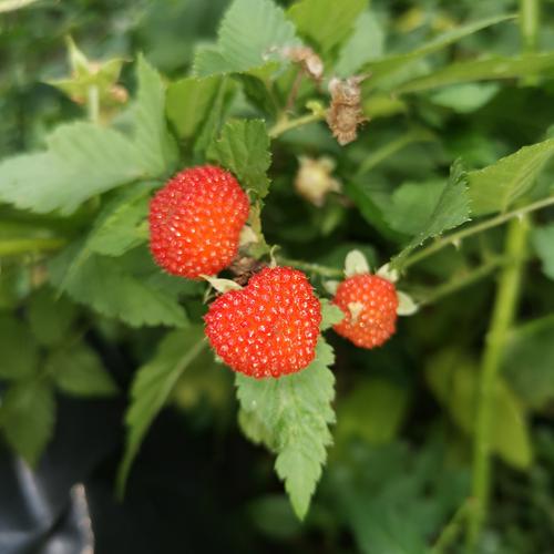 Jual Tanaman buah Rasberry / Ras Berry - Kab. Bogor - Kebun Pa Tani ...
