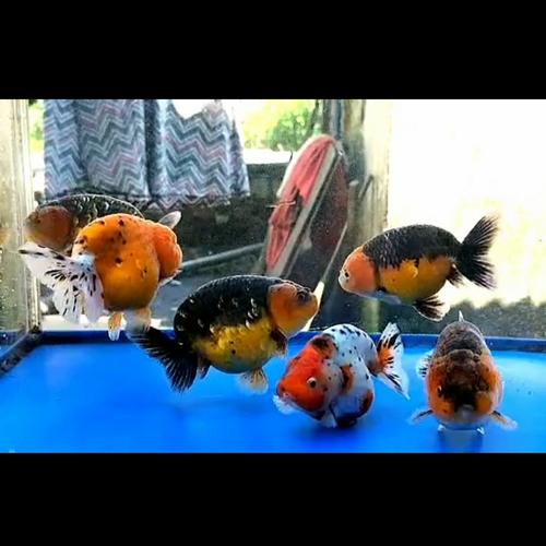 Jual ikan mas koki rancu short body / rancu calico / rancu fancy - Kota ...