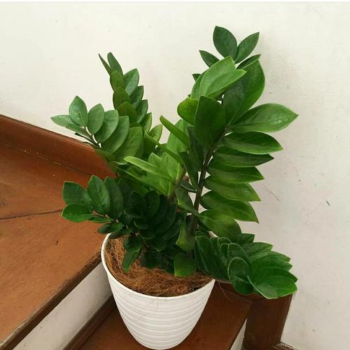 Jual Tanaman Hias Zamia Dolar / ZZ Plant / Tanaman Indoor Plus Pot ...