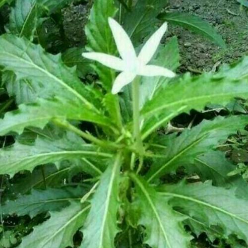Jual Tanaman Herbal - bunga kitolod/kembang jangar/bunga bintang lima ...