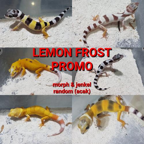 Promo lemon frost leopard gecko promo data lengkap murah - tremper lf ...