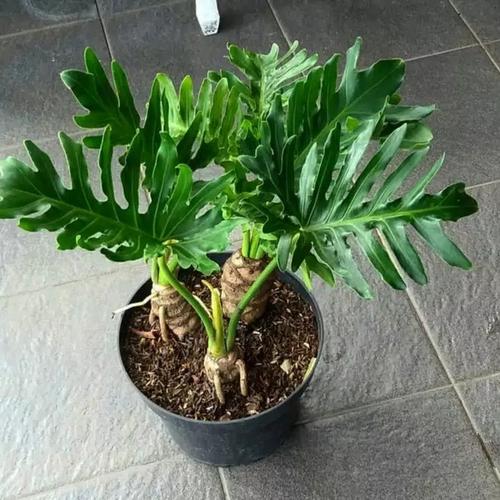 Jual Philo Fingers - Tanaman Hias Philodendron Jari-tanaman hidup-bunga ...
