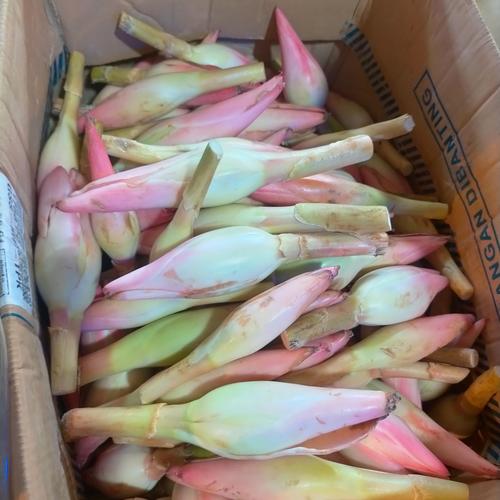 Jual kecombrang/kincung/honje/rias 1kg - Jakarta Timur ...