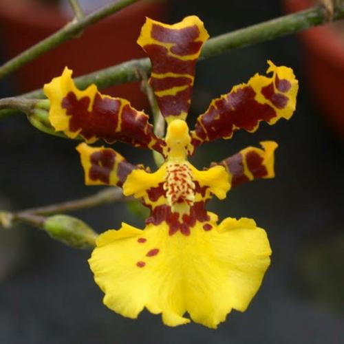 Jual Anggrek Oncidium Golden Shower - Kab. Mojokerto - OHAOrchids ...