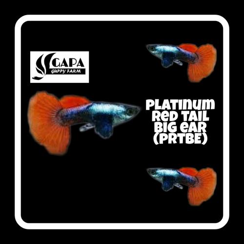 Jual Ikan Guppy Platinum Red Tail Big Ear (PRTBE) Ikan Hias - Jantan - Kota Depok - GAPA Guppy ...