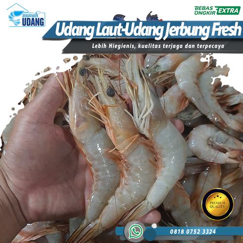 Jual PROMO UDANG JERBUNG @1 KG - Size 50 /UDANG LAUT /UDANG Laut SEGAR ...