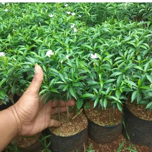 Jual tanaman rombusa mini/rombusa bunga - Kota Depok - Rizki flora ...