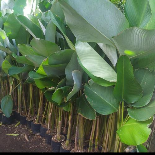 Jual Tanaman chalatea pisang/pohon calatea pisang - Kota Tangerang ...