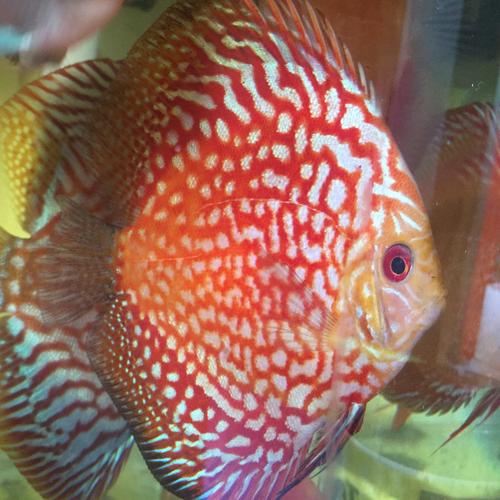 Jual Ikan Discus Pigeon CB 3,5in - Jakarta Timur - Hobby-Ikan | Tokopedia