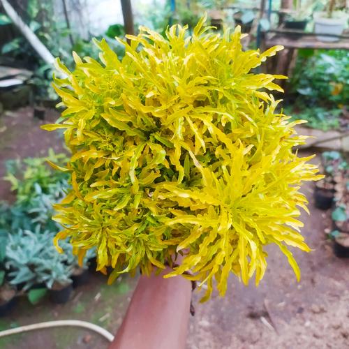 Jual Tanaman brokoli kuning - tanaman hias brokoli kuning - pohon ...