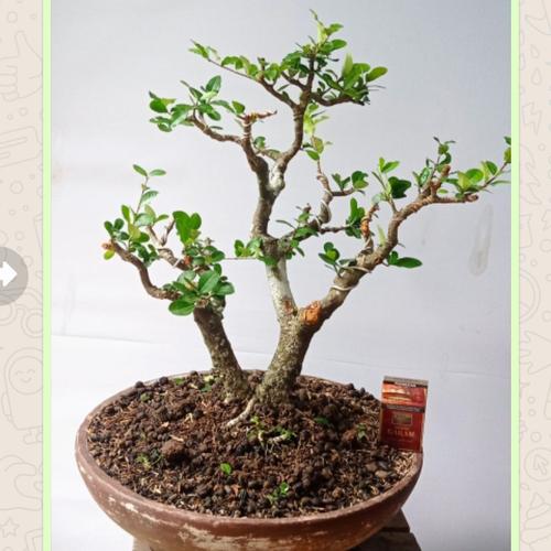 Jual BAHAN BONSAI JAMBU SIANCI BAGUS CANTIK HARGA MURAH - Kab. Banyumas ...