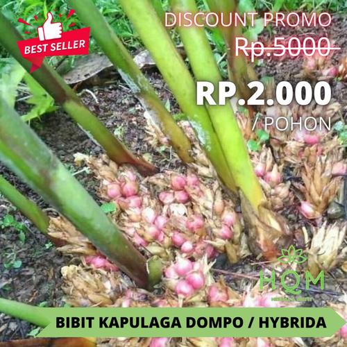Jual Bibit Kapulaga Dompo Asli Hybrida Hibrida Buah Lebat Panen Cepat Kota Bekasi Hafika