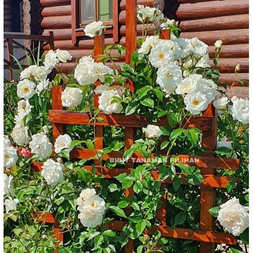 Jual TANAMAN MAWAR RAMBAT PUTIH BERBUNGA CLIMBUNG ROSE TANAMAN OUTDOOR ...