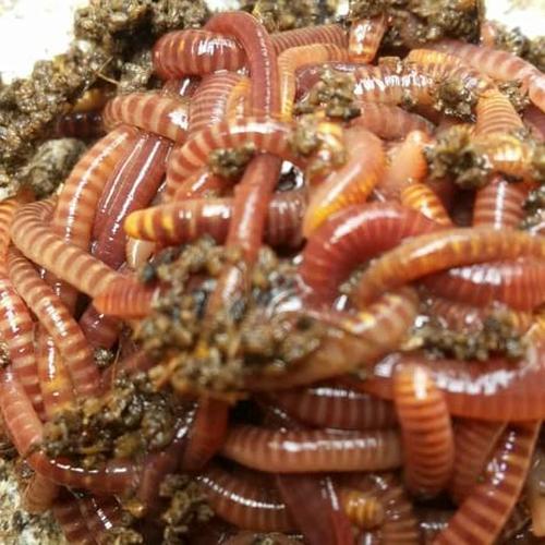 Jual cacing tiger 1kg - Kota Tangerang - Cili Farm | Tokopedia