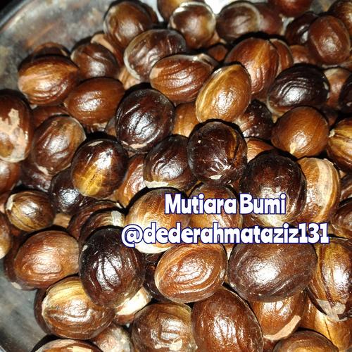 Jual biji pala kering 1kg - Kab. Pangandaran - Mutiara Bumi | Tokopedia