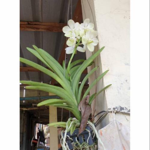 Jual ANGGREK PANDA PUTIH.ANGGREK PANDA SIAP BERBUNGA - Kab. Pangandaran ...