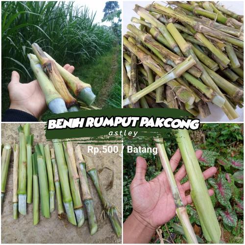 Jual Bibit Rumput Pakcong Stek Panjang 15 Cm Pakan Hewan Ternak ...