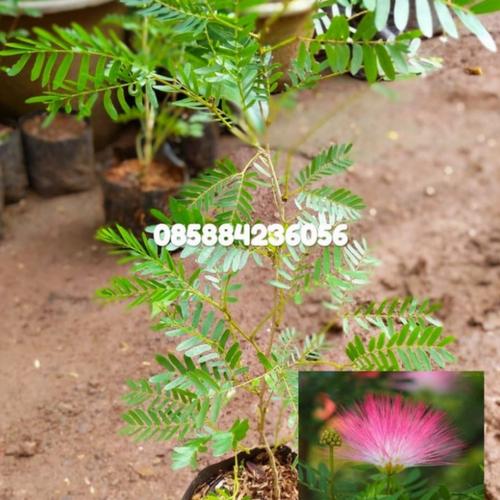 Promo Tanaman hias calliandra calothyrsus - kaliandra surinamensis ...