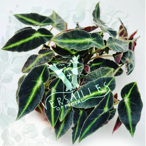 Jual Tanaman Hias Bunga Begonia Neon Genji Green Cantik Langka Rare ...