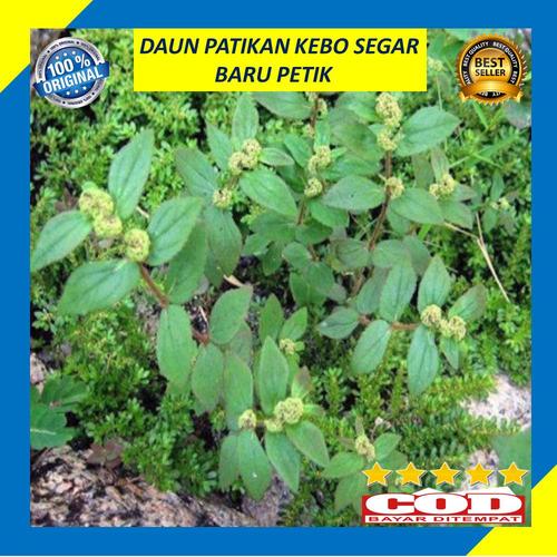 Jual Daun Patikan Kebo 100 Gram Segar Baru Petik Fresh - Kab. Banyumas ...