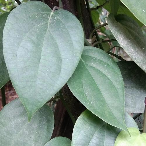 Jual Daun Lada Putih atau Merica (Piper nigrum)/ Lembar - Kab. Serang ...