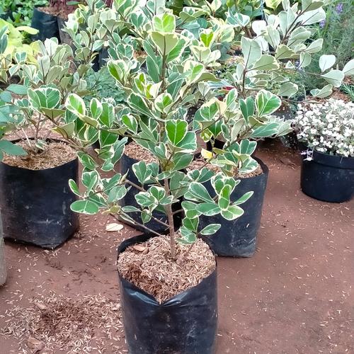 Jual ficus triangularis / tanaman hias - Kota Tangerang Selatan ...