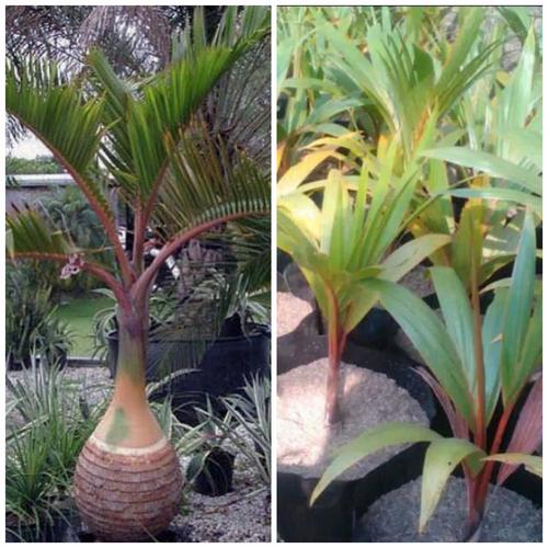 Jual Palem botol merah bottle palm / bibit tanaman hias pohon - Kota ...