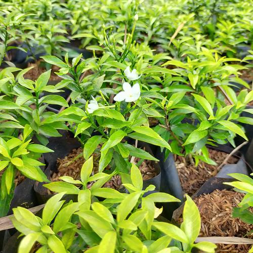 Jual Tanaman sabrina golden - rambosa mini - rambosa gold - tanaman ...