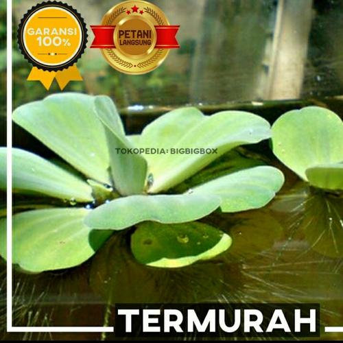 Jual Tanaman Air Apu Apu/Kapu Kapu Tanaman Apung Aquascape Tanaman ...