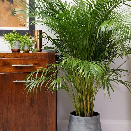Jual Tanaman Palem Kuning (Indor / Outdor) Dypsis Lutescens / Areca ...