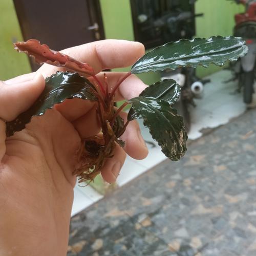 Jual Bucephalandra sp Black Pink tanaman aquascape aquarium - Kab. Tasikmalaya ...