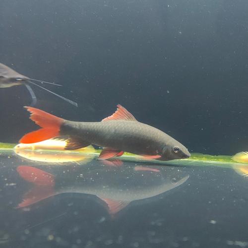 Jual IKAN HIAS REDFIN SHARK JUMBO BIGSIZE TANKMATE IKAN - Jakarta Barat ...