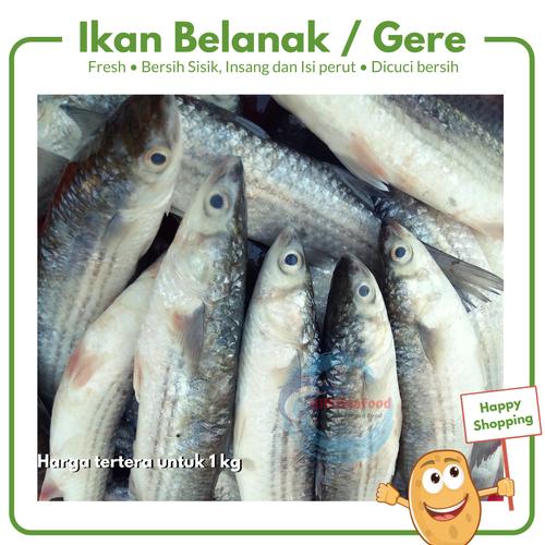 Jual Ikan Belanak / Gere fresh segar non frozen surabaya - 500 gram ...