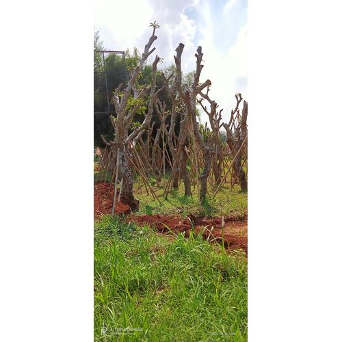 Jual pohon Kamboja fossil 3 meter - Kota Depok - Arisflora | Tokopedia
