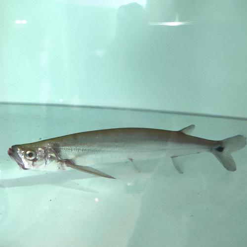 Jual IKAN HIAS MACROCHIRICHTHY MACROCHIRUS GIANT SWORD MINOW TANKMATE ...