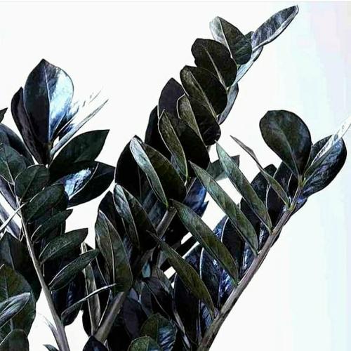 Jual zamia black raven culcas - zamia black original - baby - Kab ...