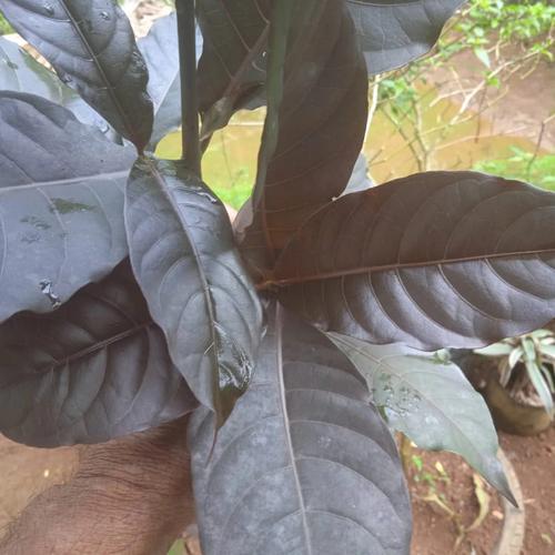 Jual Herbal Daun Ungu Handeuleum 100 gram - Kab. Pangandaran - Negeriku ...