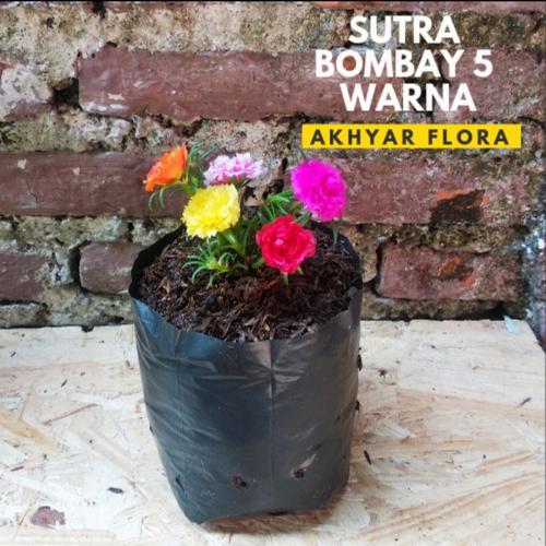 Jual Sutra Bombay 5 Warna Tanaman Hias Krokot Bunga Portulaca Bunga ...