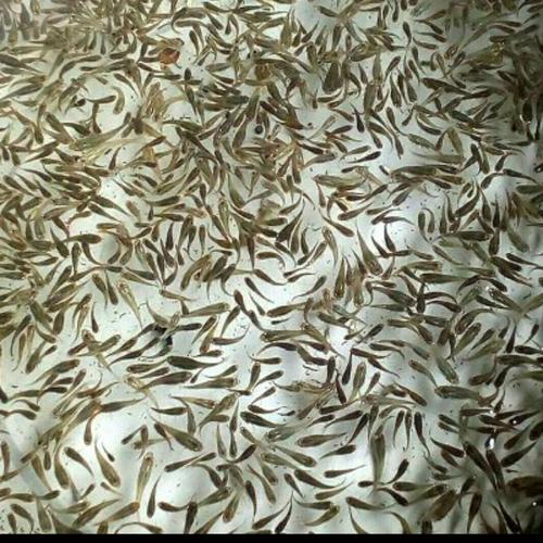Jual Ikan Cere / Guppy Sungai Sawah Pakan Ikan Predator Kualitas Top ...