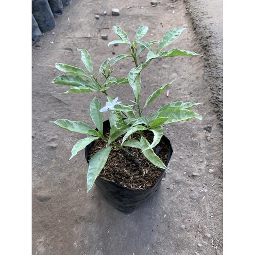 Jual TANAMAN ROMBUSA DAUN PUTIH - Kota Yogyakarta - Toko Kebunraya ...