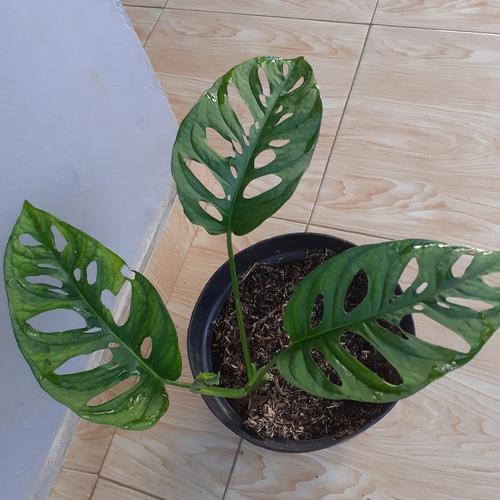 Jual POHON HIAS MONSTERA ACUMINATA Daun besar - Kab. Bogor - Taman ...