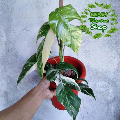 Jual Tanaman Hias Epipremnum Variegata Epip Pinnatum Variegata - Kab ...