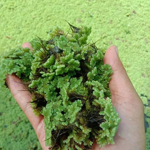Jual BIBIT AZOLLA 2KG BENIH AZOLA MRICROPYLA INDUKAN - 2kg+bublewarp ...