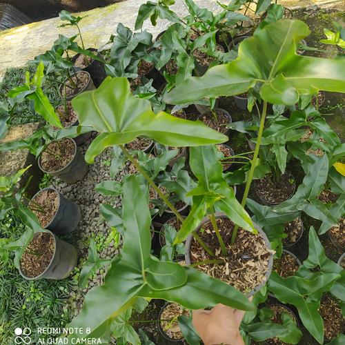 Jual philodendron angela original ekspor - L - Kab. Bogor - indagro ...