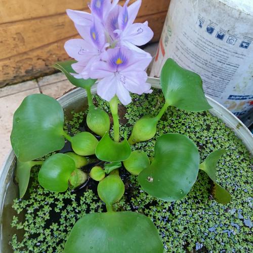 Jual tanaman air eceng gondok, eceng gondok untuk kolam ikan - Kota ...